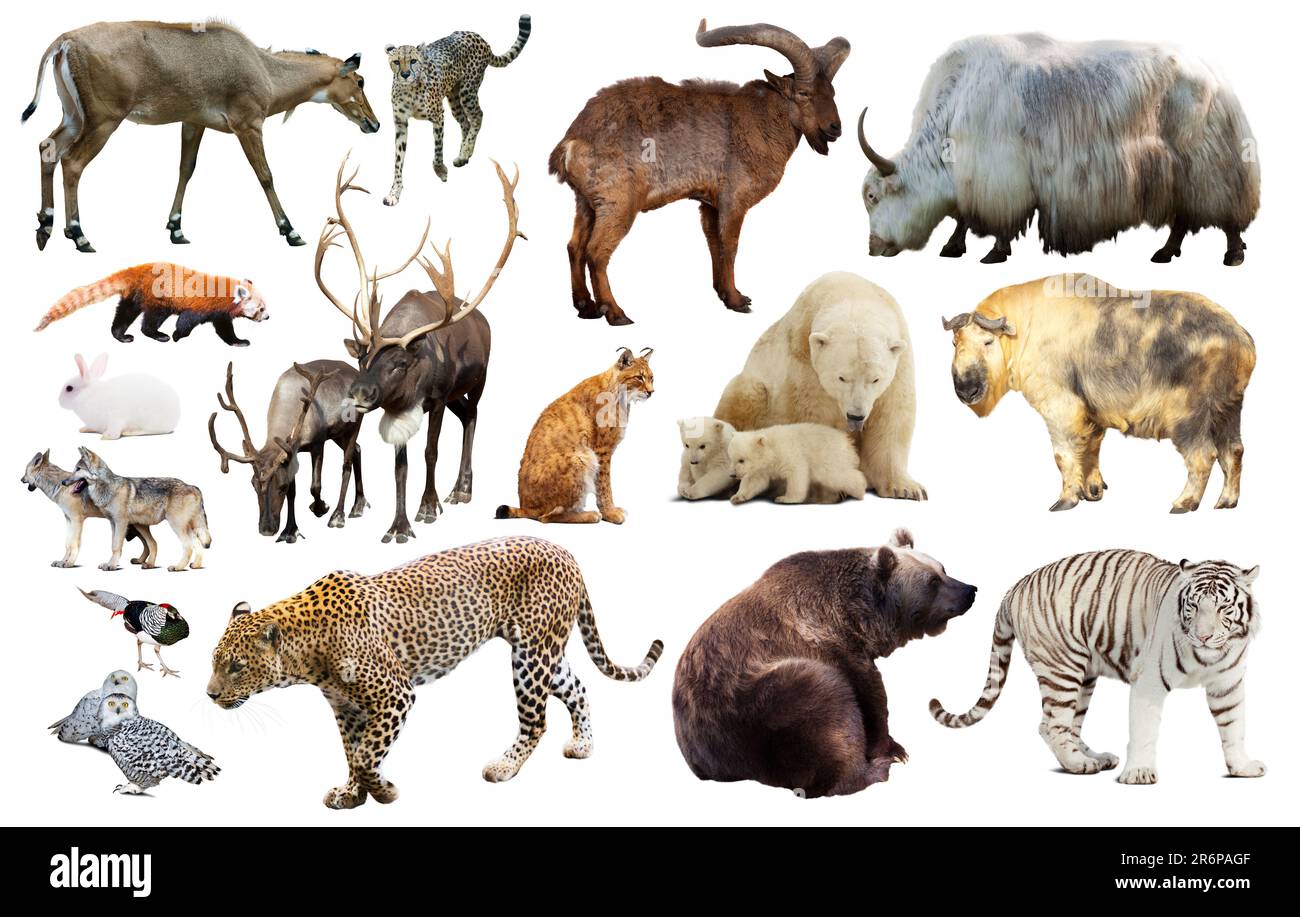 asia animals isolated Stock Photo - Alamy