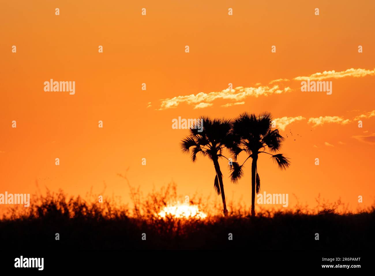 Real fan palm trees hi-res stock photography and images - Alamy
