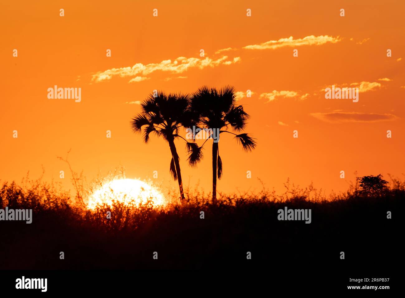 Real fan palm trees hi-res stock photography and images - Alamy