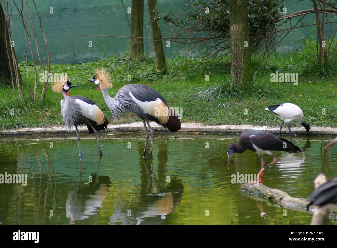 Gray crowned crane, Abdim's stork and sacred ibis in Zagreb Zoo Stock ...