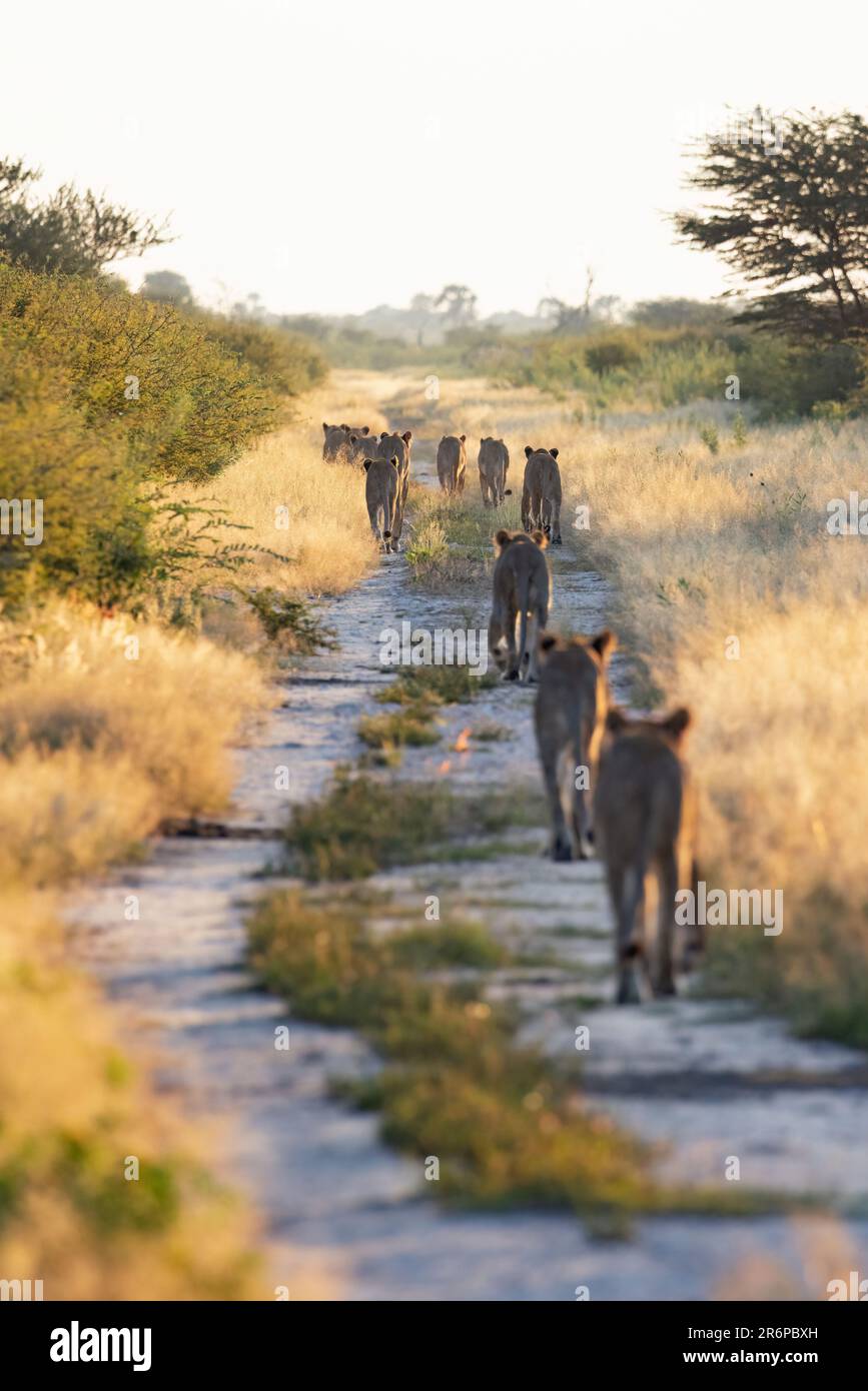 Pride of lions (Panthera leo) walking down the road at Onguma Game ...