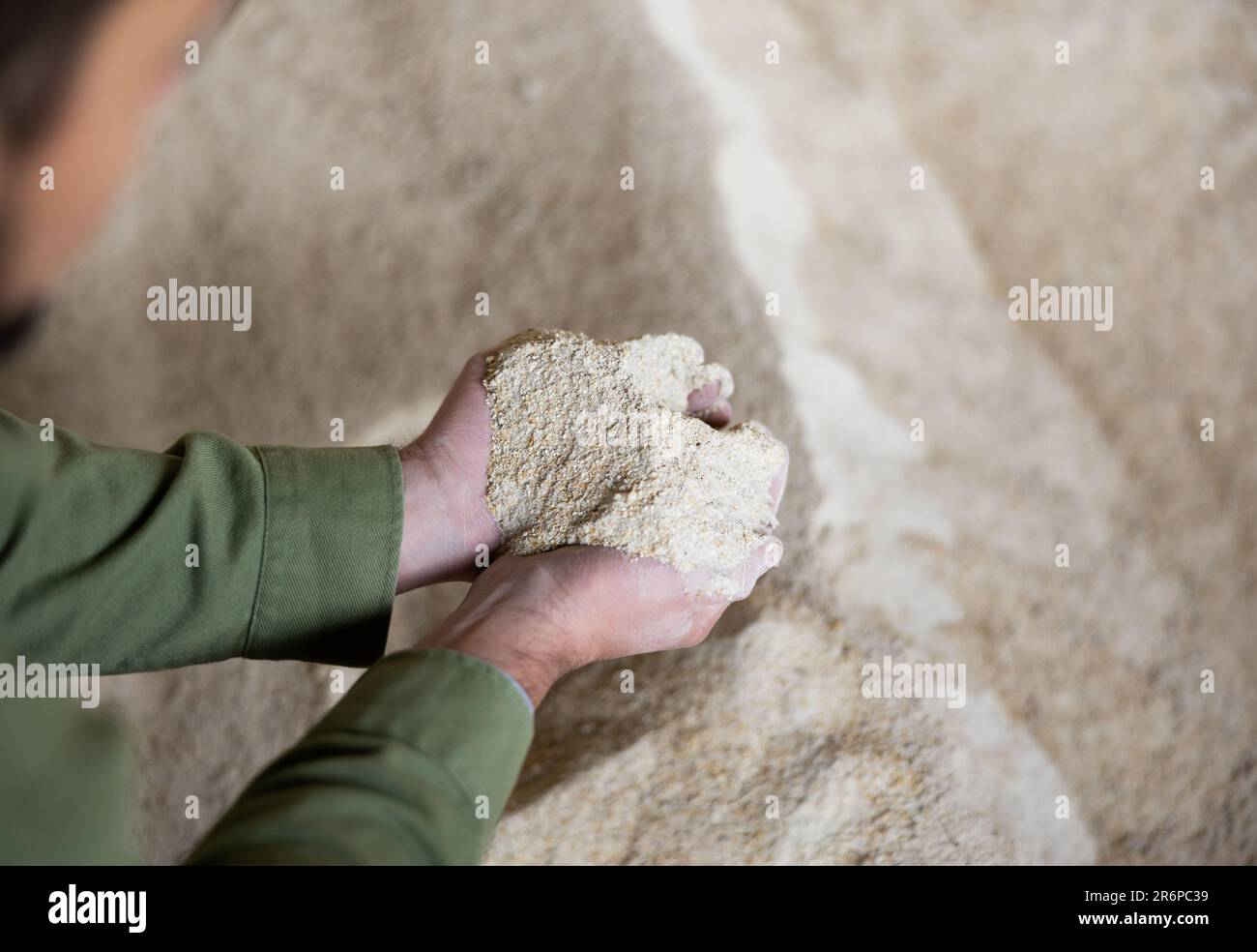 Corn flour cattle feed in male hands Stock Photo - Alamy