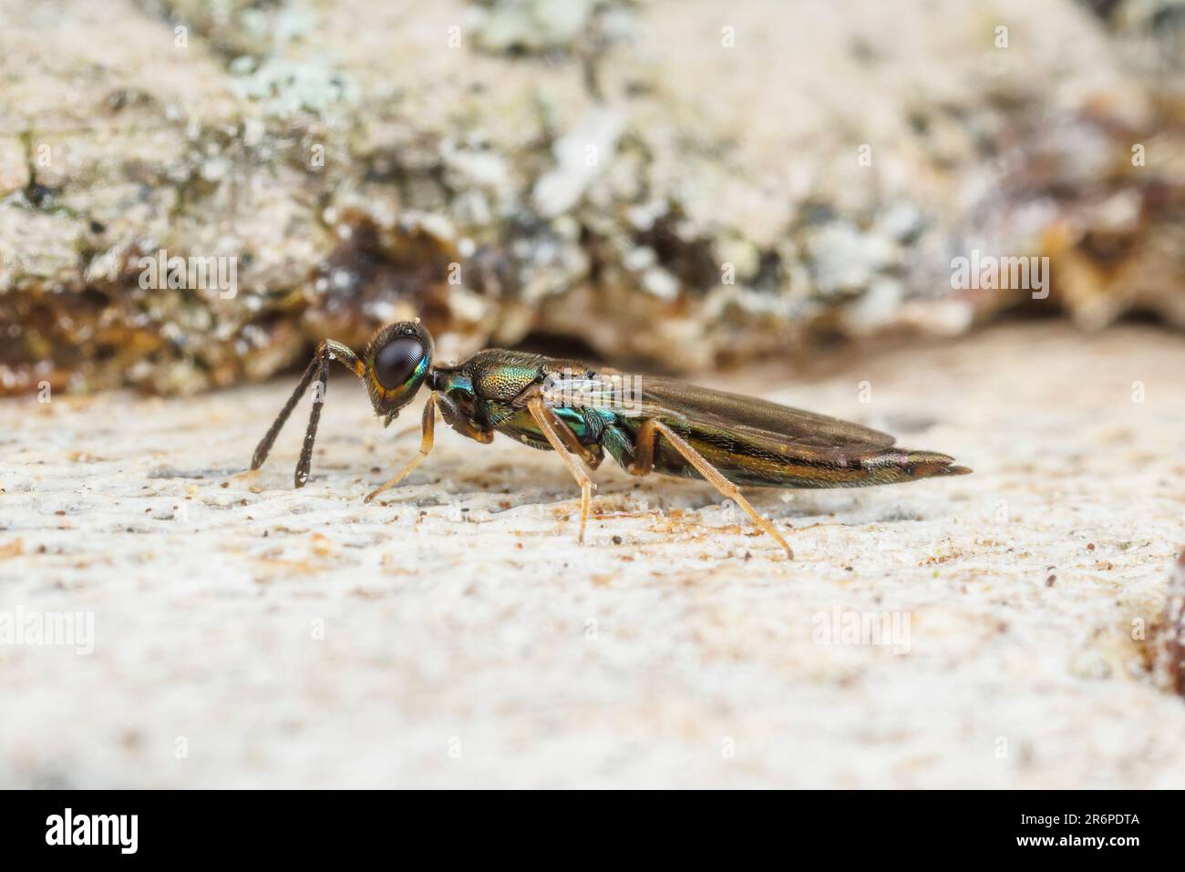 Chalcidoid wasps hi-res stock photography and images - Alamy