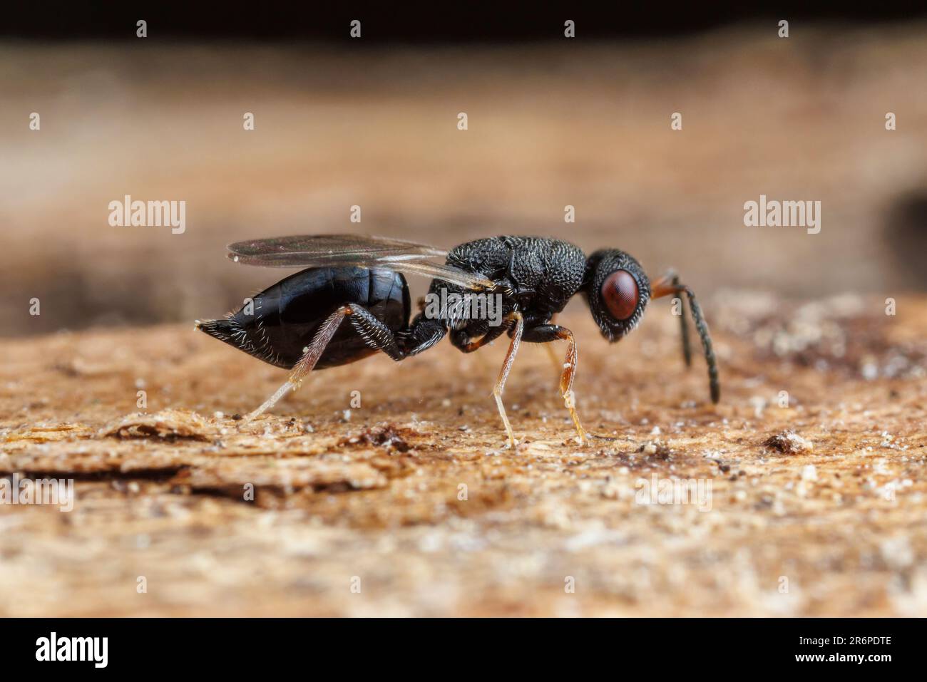 Eurytomid Wasp (Eurytoma sp.) - Female Stock Photo - Alamy