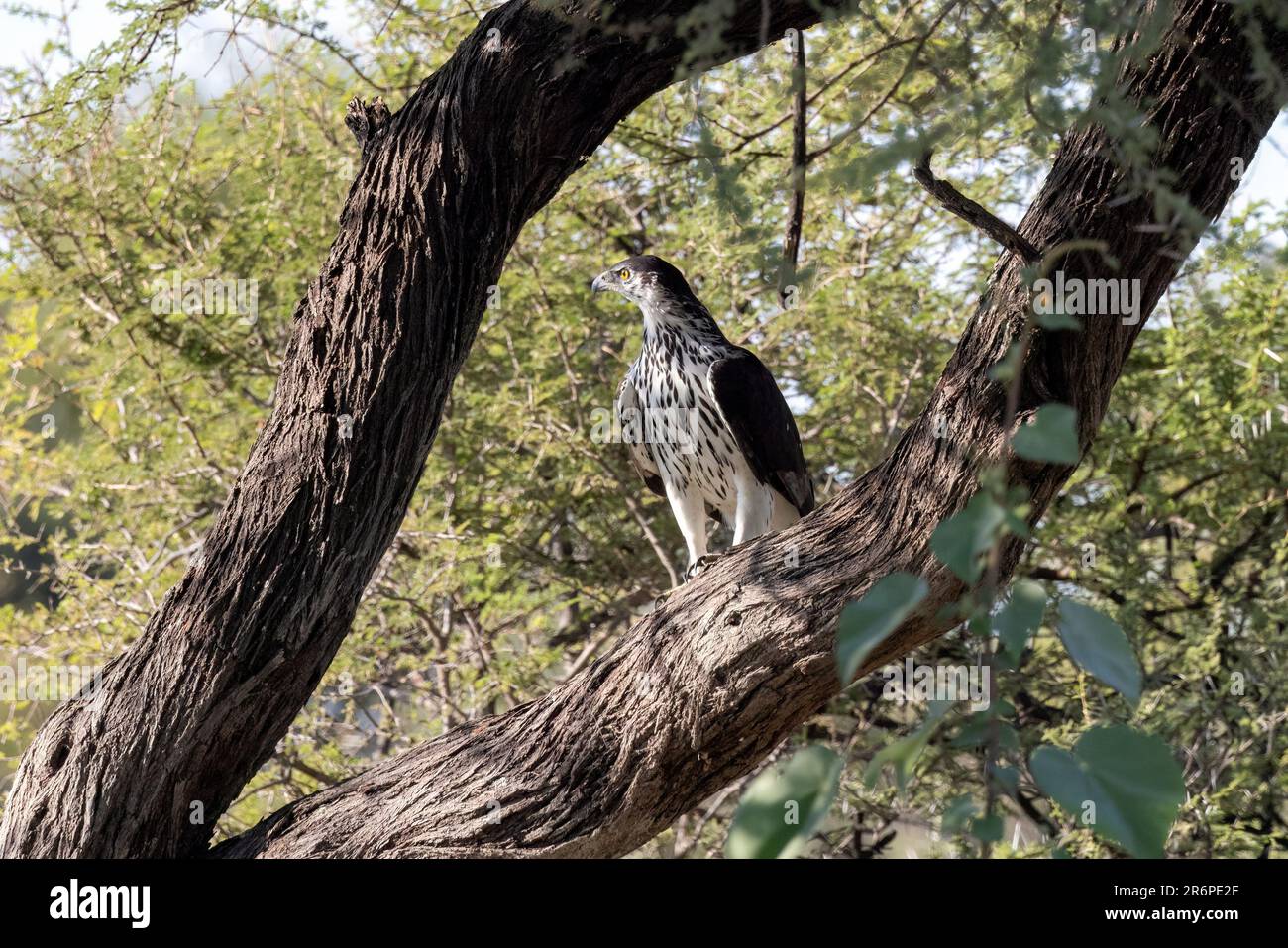 African hawk-eagle (Aquila spilogaster) at the Onkolo Hide - Onguma ...