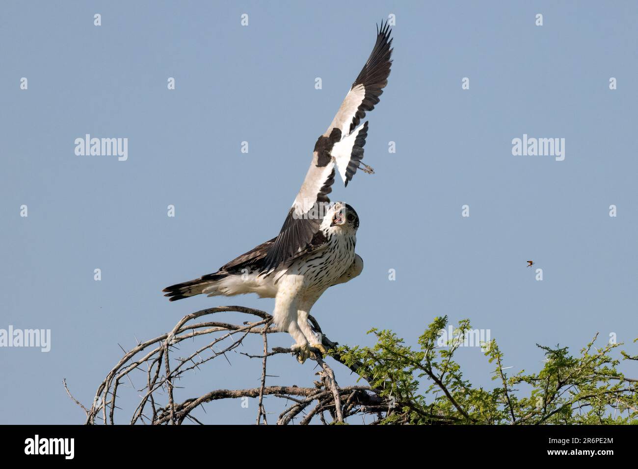 Eagle mobbed hi-res stock photography and images - Alamy