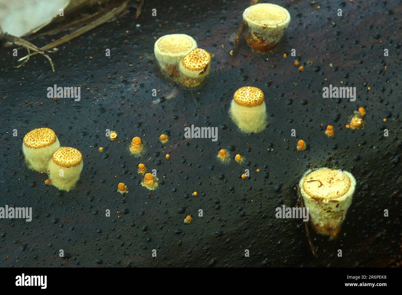 Bird nest fungi (Crucibulum simile Stock Photo - Alamy