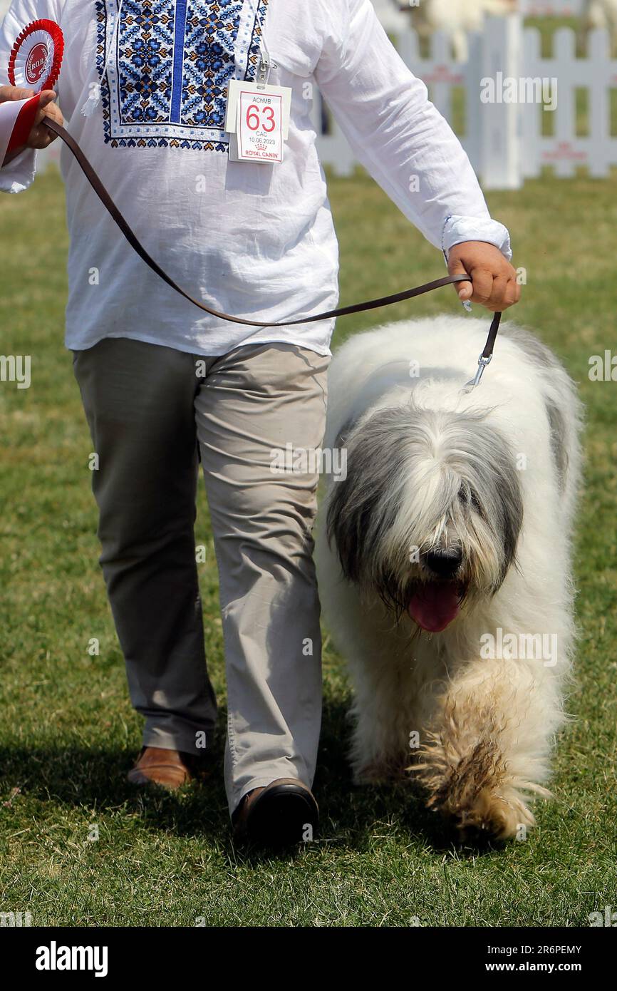 Bucharest, Romania. 10th June, 2023. A Romanian Mioritic Shepherd dog ...