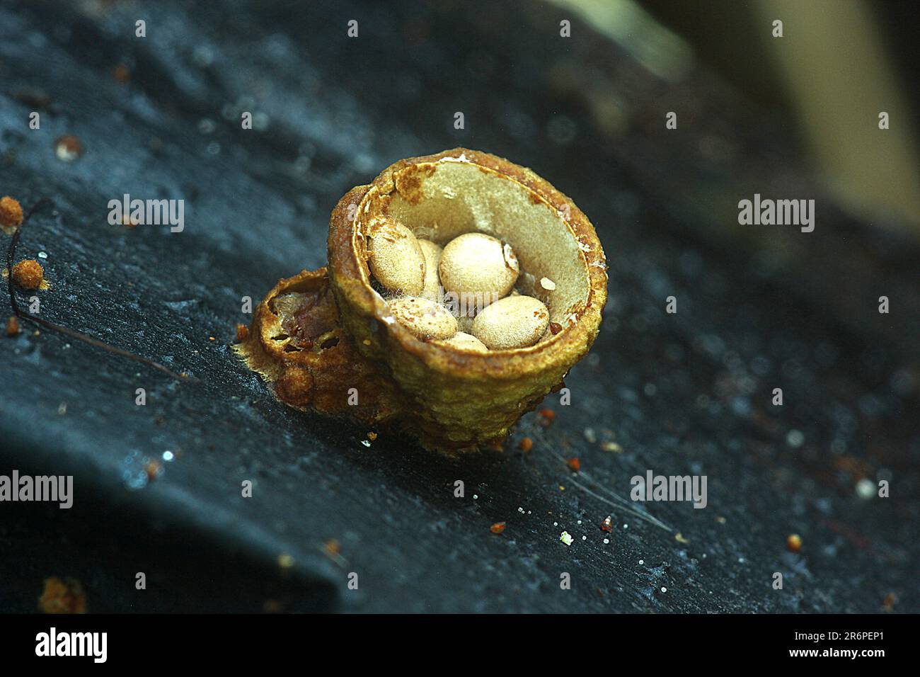 Bird nest fungi (Crucibulum simile Stock Photo - Alamy