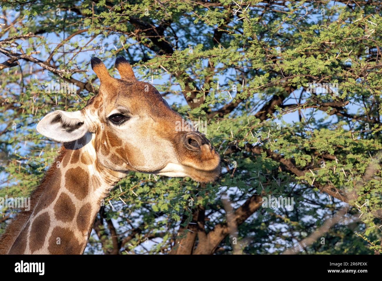 Giraffe head neck close up hi-res stock photography and images - Alamy