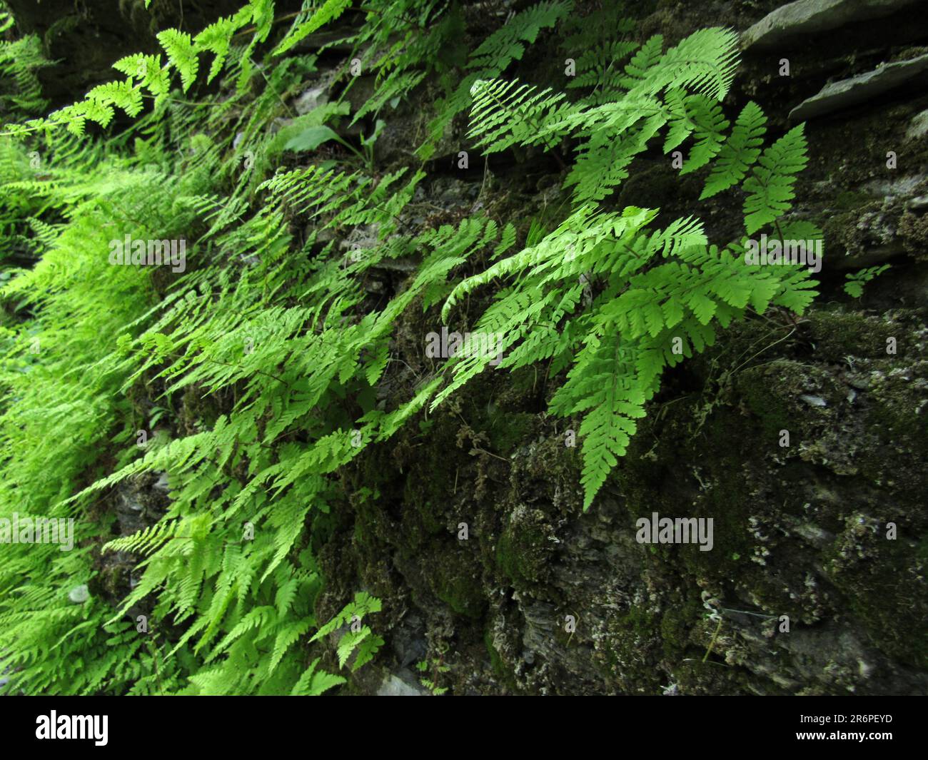 Ferns sprout from the cliff wall in the gorge at Watkins Glen State ...