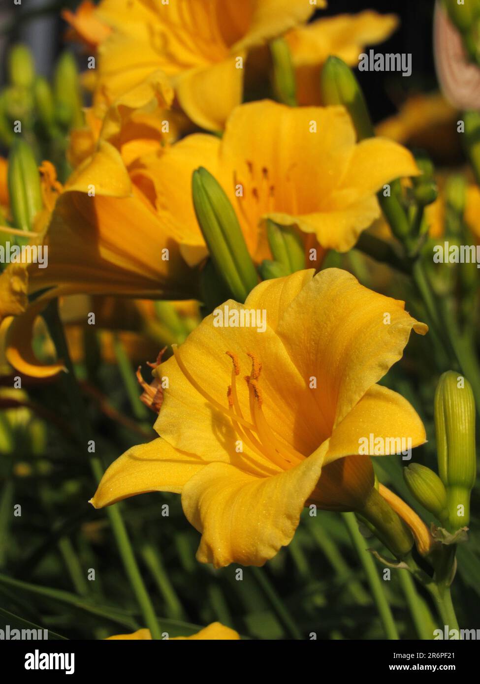 Lilies bloom hi-res stock photography and images - Alamy