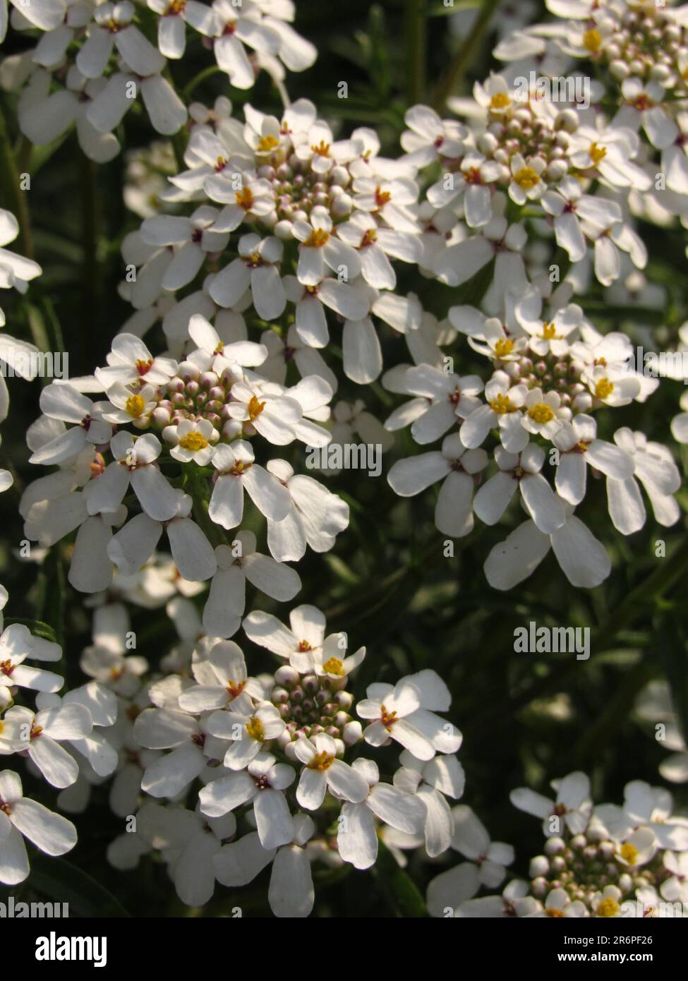White candytuft in flower hi-res stock photography and images - Alamy