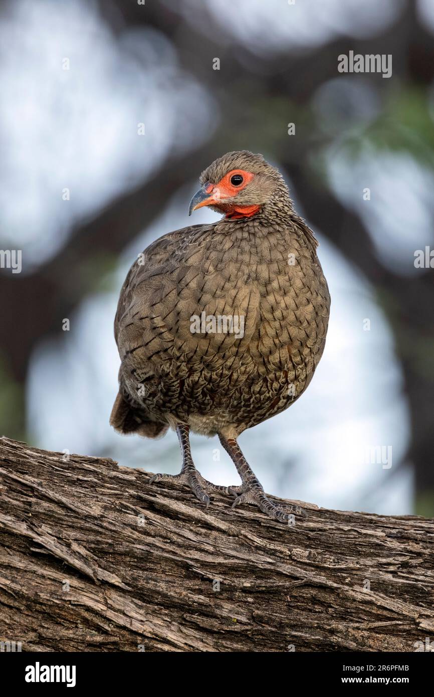 Swainson's spurfowl or Swainson's francolin (Pternistis swainsonii ...