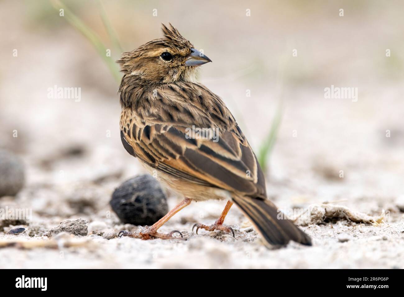 Quelea (Quelea quelea) - Onguma Game Reserve, Namibia, Africa Stock ...