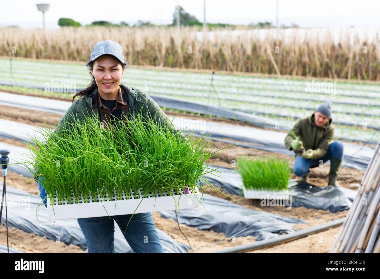 Asian woman holding box of green onions in the background of farm field ...