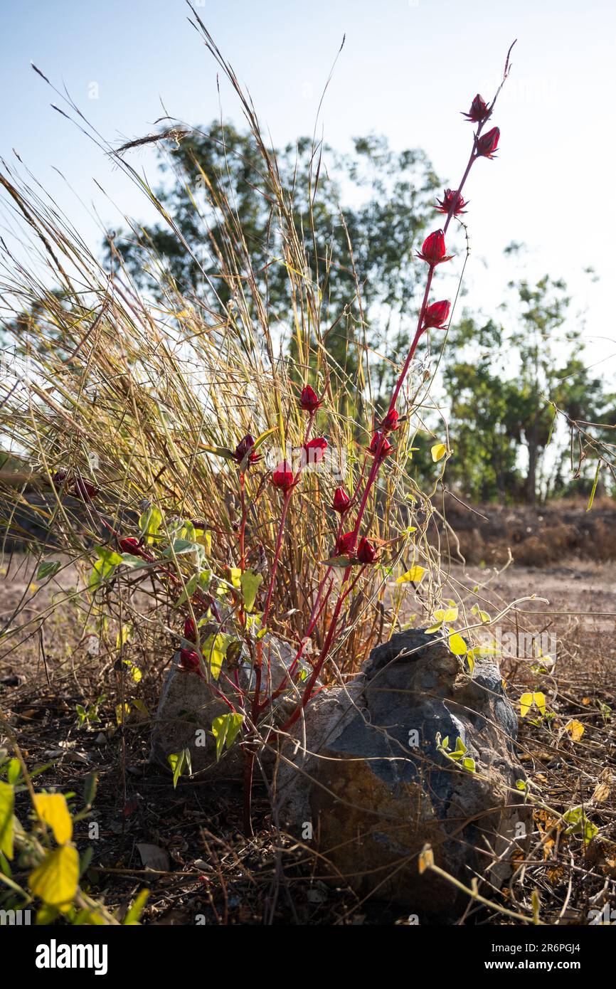 Rosella Flower