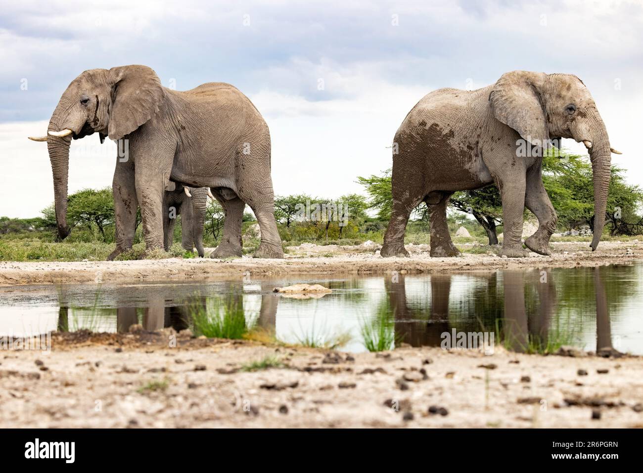 African Elephant (Loxodonta africana) at the Onkolo Hide - Onguma Game ...