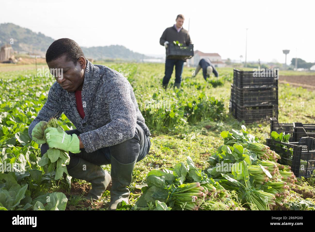 African American workman cutting spinach on field Stock Photo - Alamy