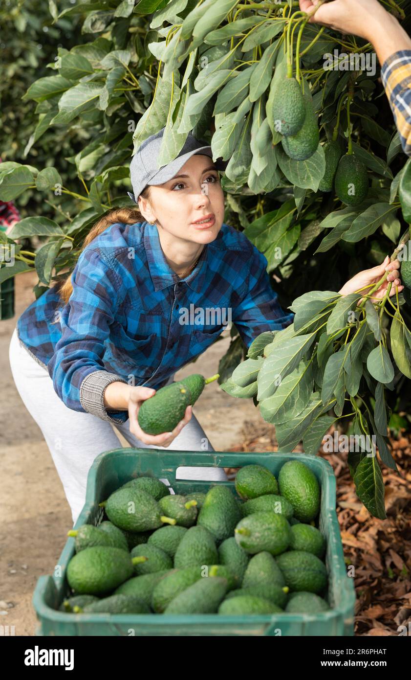 Positive busy young woman farmer worker harvesting local ripe avocados ...