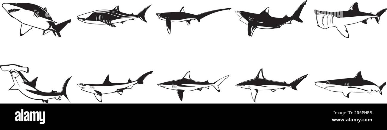 Collection of smooth vector EPS illustrations of various sharks Stock ...