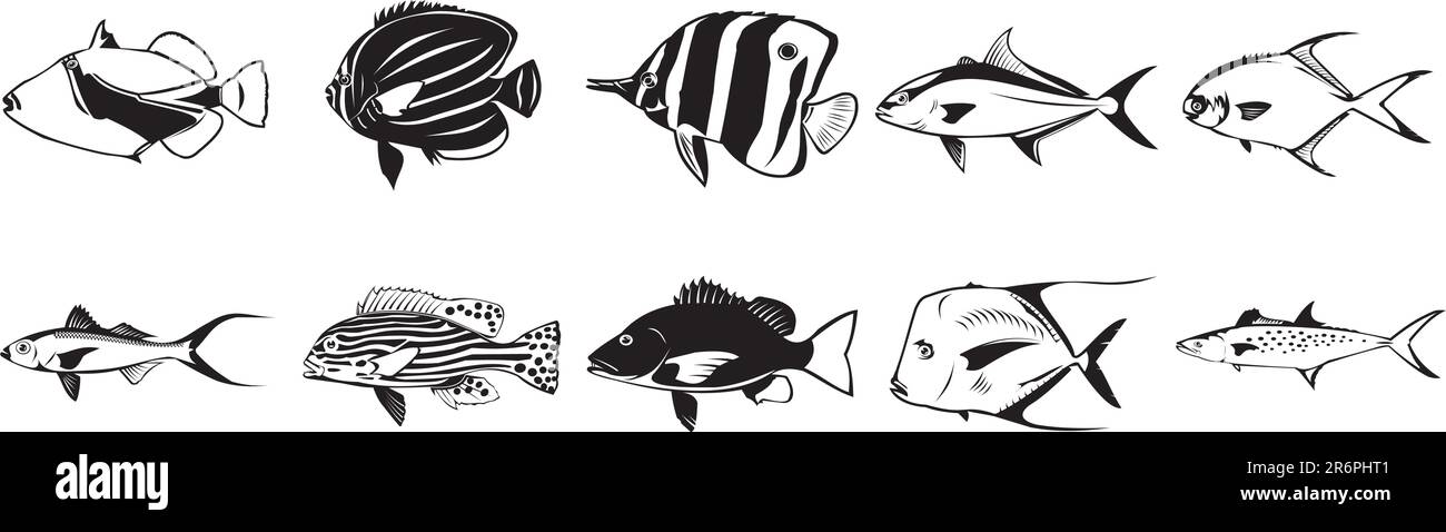 Collection of smooth vector EPS illustrations of various fish Stock ...