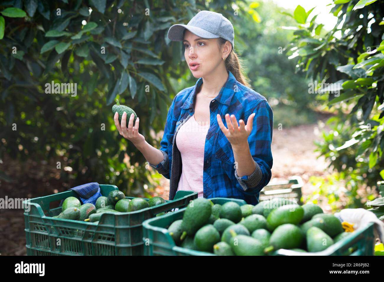 Successful female gardener with ripe avocado in orchard Stock Photo - Alamy