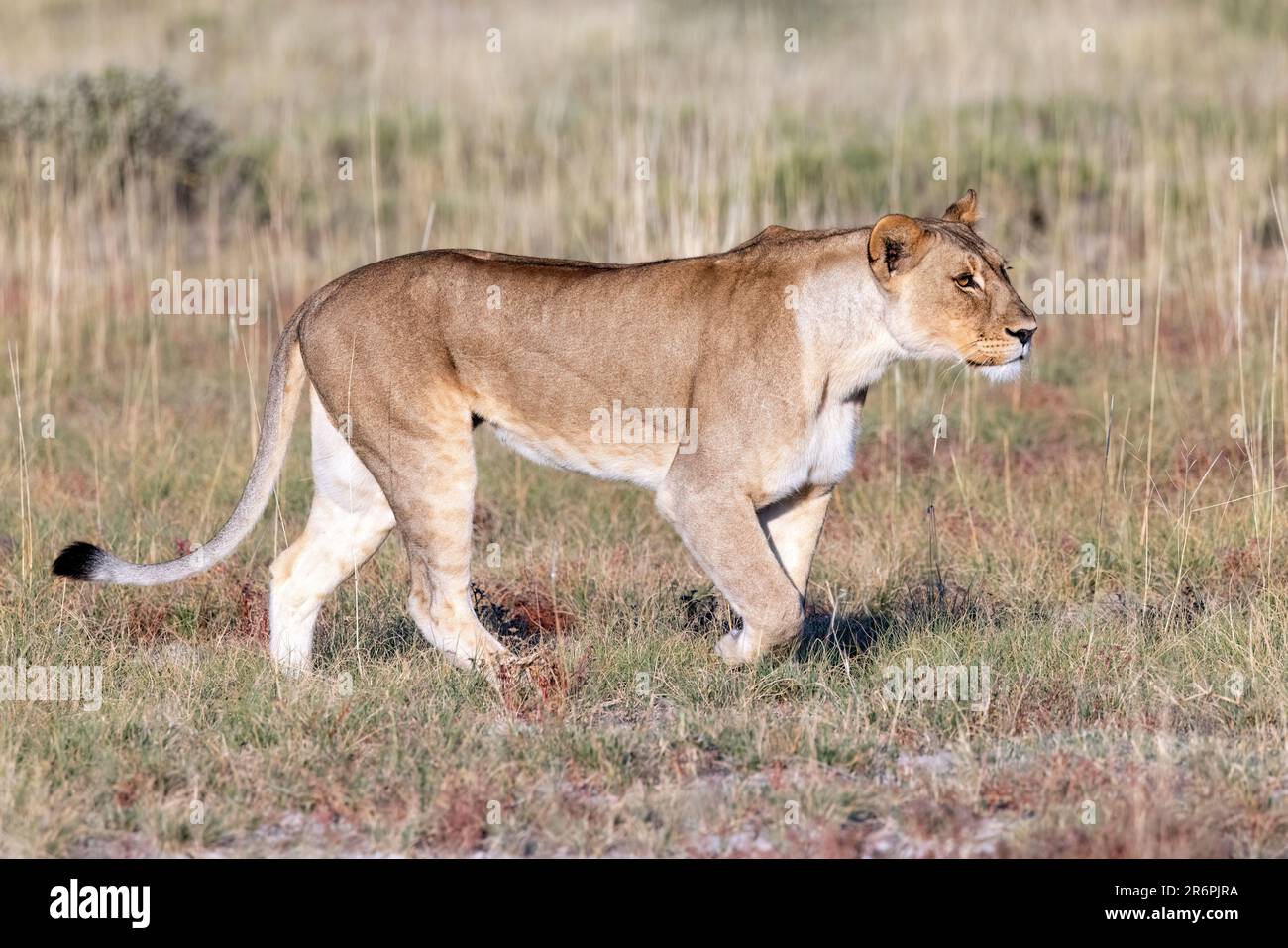 African female lion walking hi-res stock photography and images - Alamy