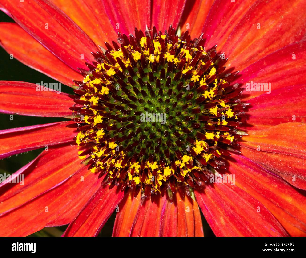 Cone flower closeup hi-res stock photography and images - Alamy