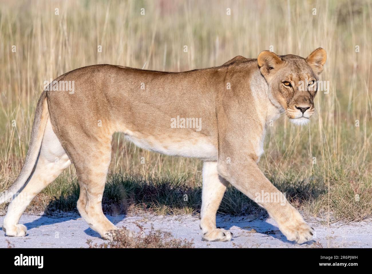 Lioness (Panthera leo) walking - Onguma Game Reserve, Namibia, Africa ...