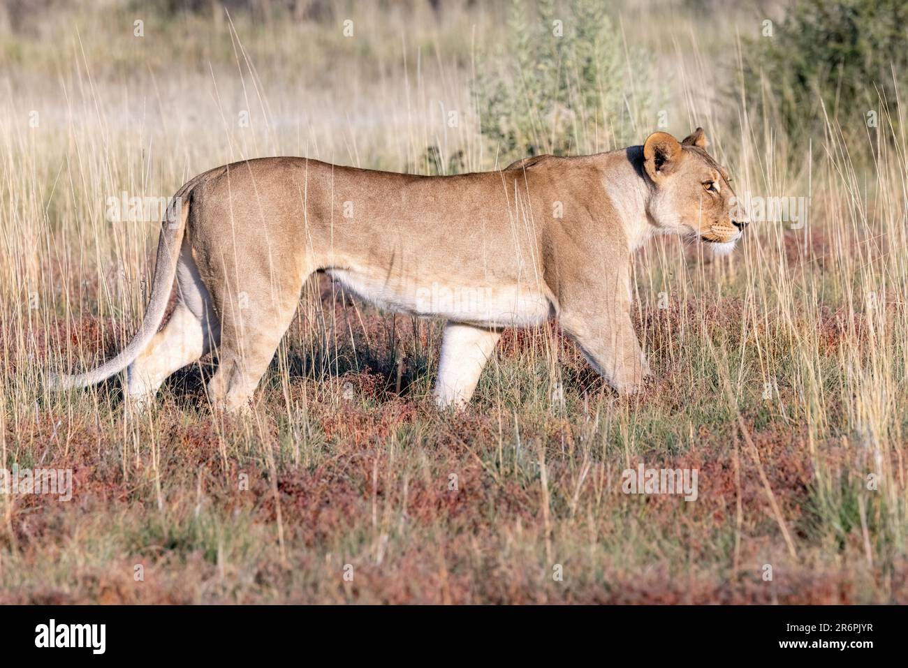 Lioness (Panthera leo) walking - Onguma Game Reserve, Namibia, Africa ...