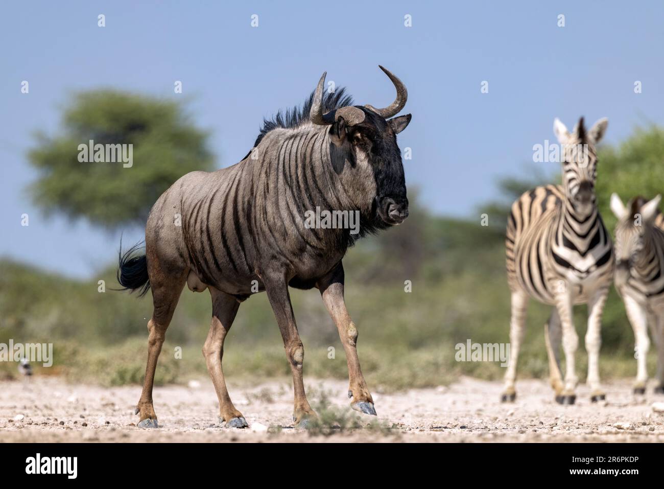 Blue wildebeest (Connochaetes taurinus) - Onkolo Hide, Onguma Game ...