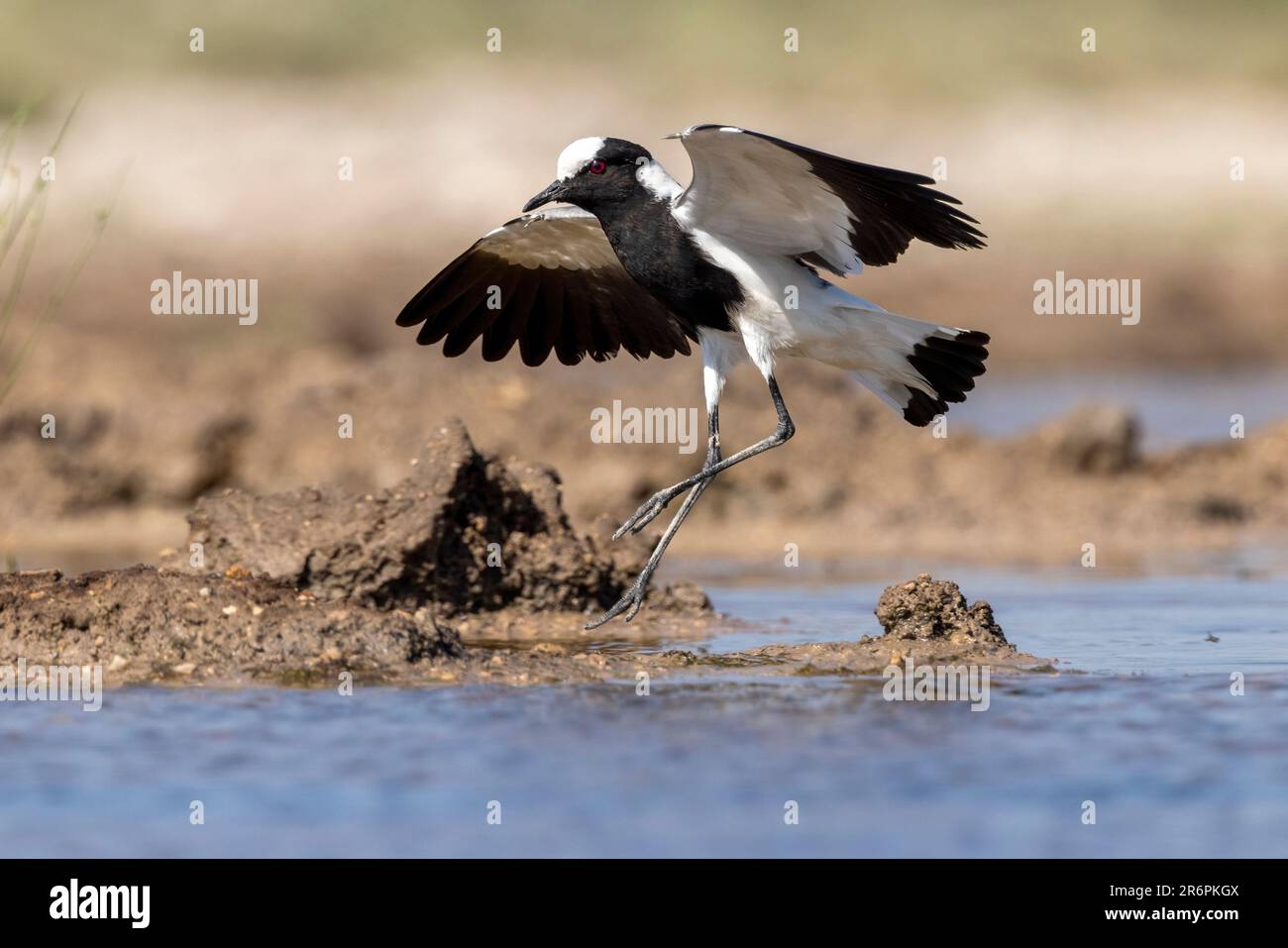 Blacksmith lapwing or blacksmith plover (Vanellus armatus) landing ...