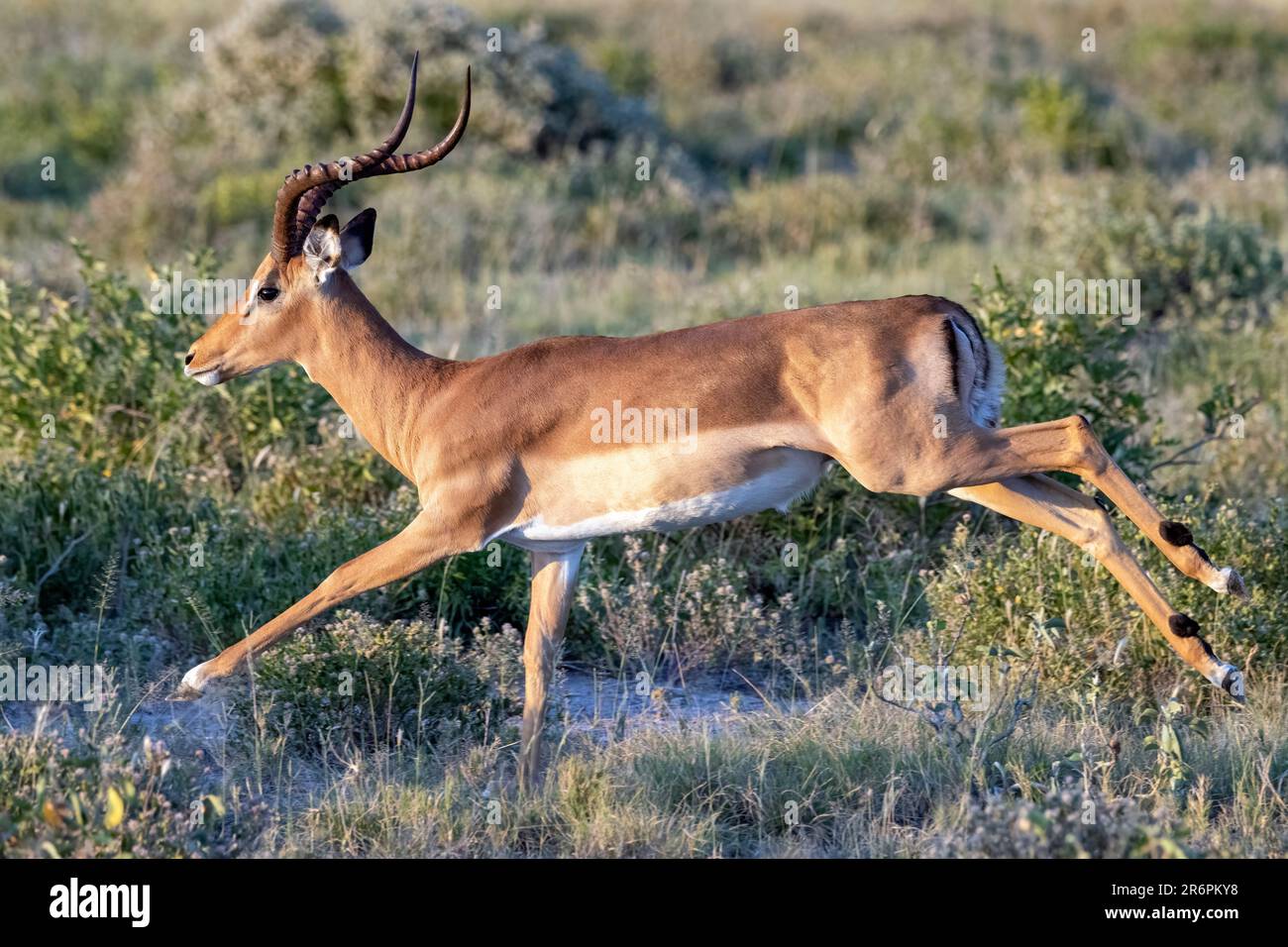 Antelope jumping hi-res stock photography and images - Alamy