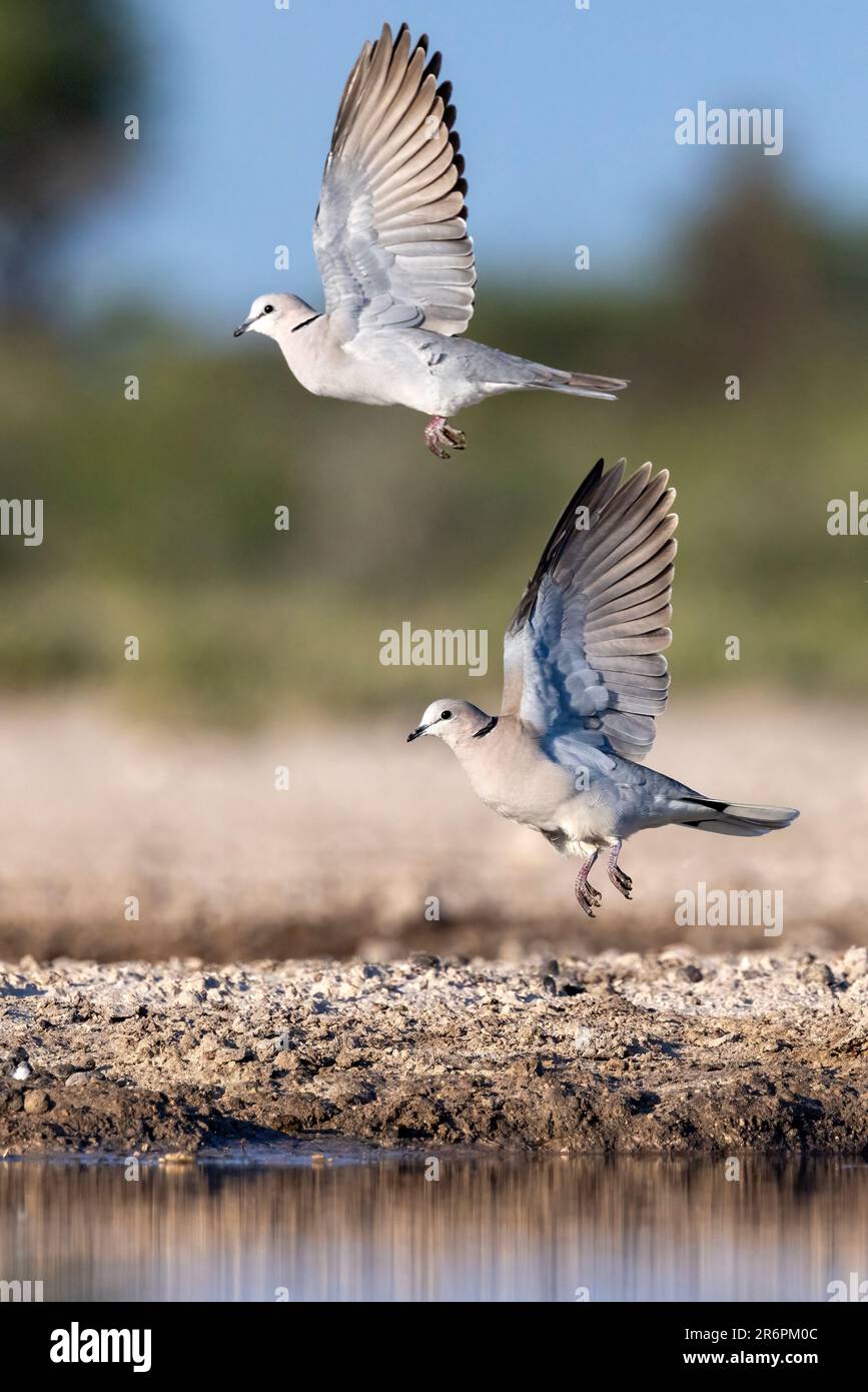 Ring-necked dove (Streptopelia capicola) or Cape Turtle Dove in flight ...