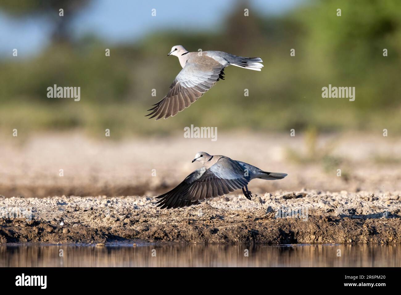 Ring-necked dove (Streptopelia capicola) or Cape Turtle Dove in flight ...