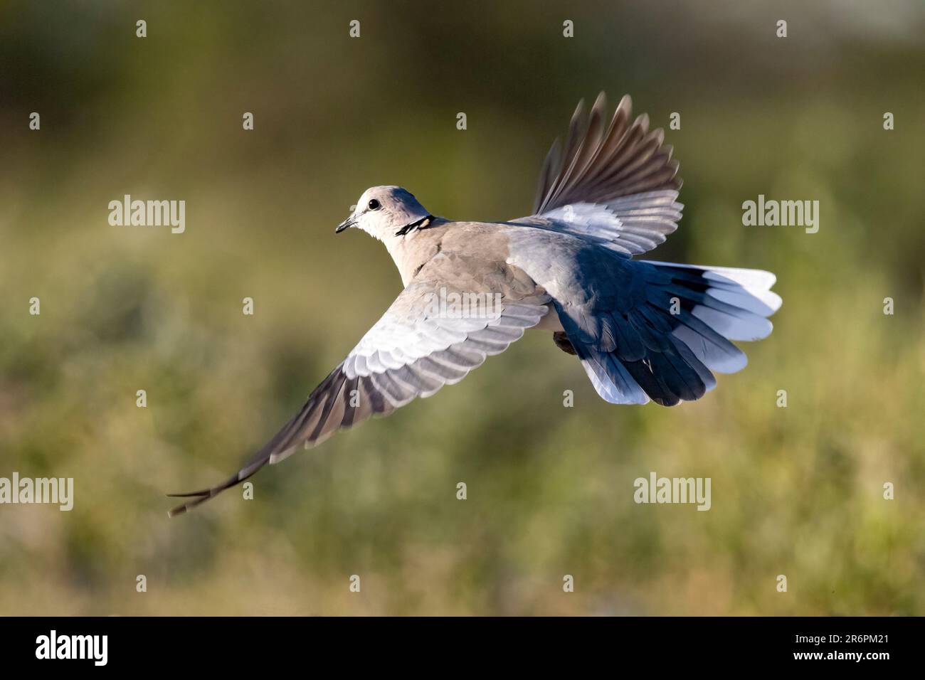 Ring-necked dove (Streptopelia capicola) or Cape Turtle Dove in flight ...