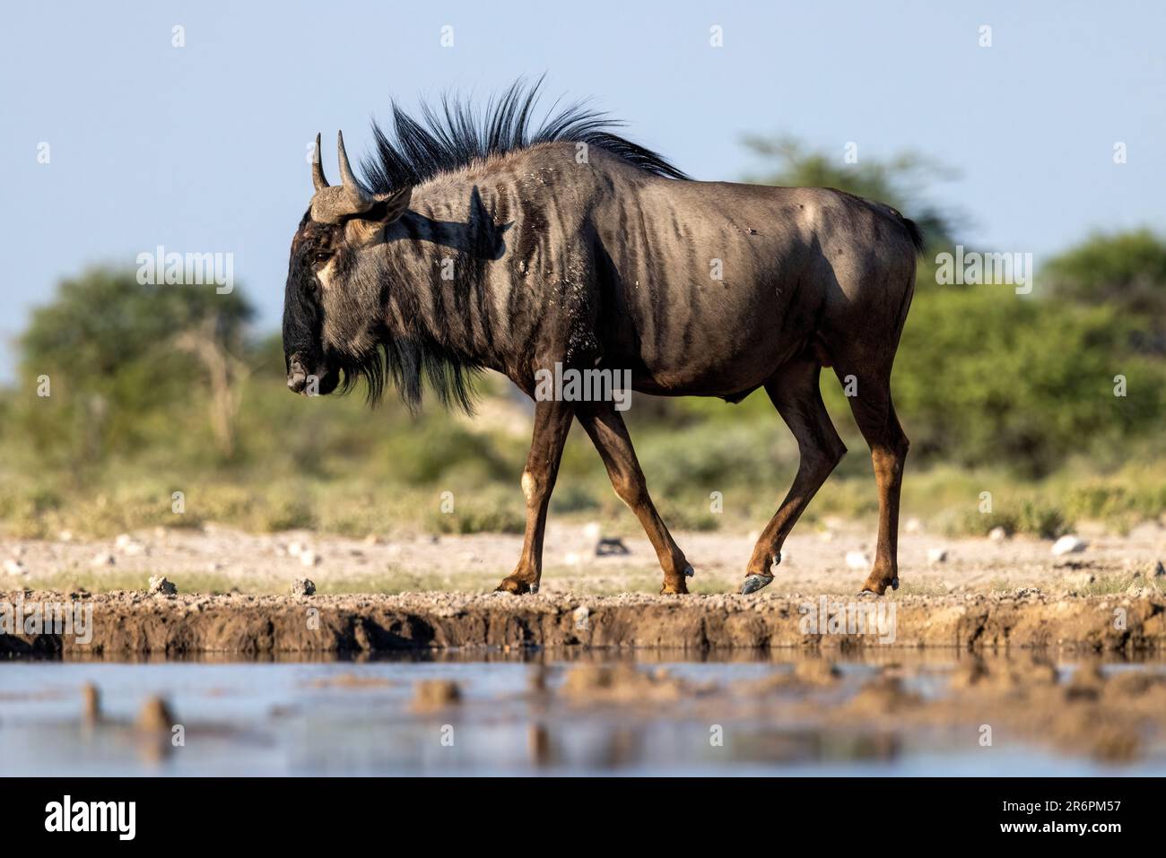 Blue wildebeest (Connochaetes taurinus) - Onkolo Hide, Onguma Game ...