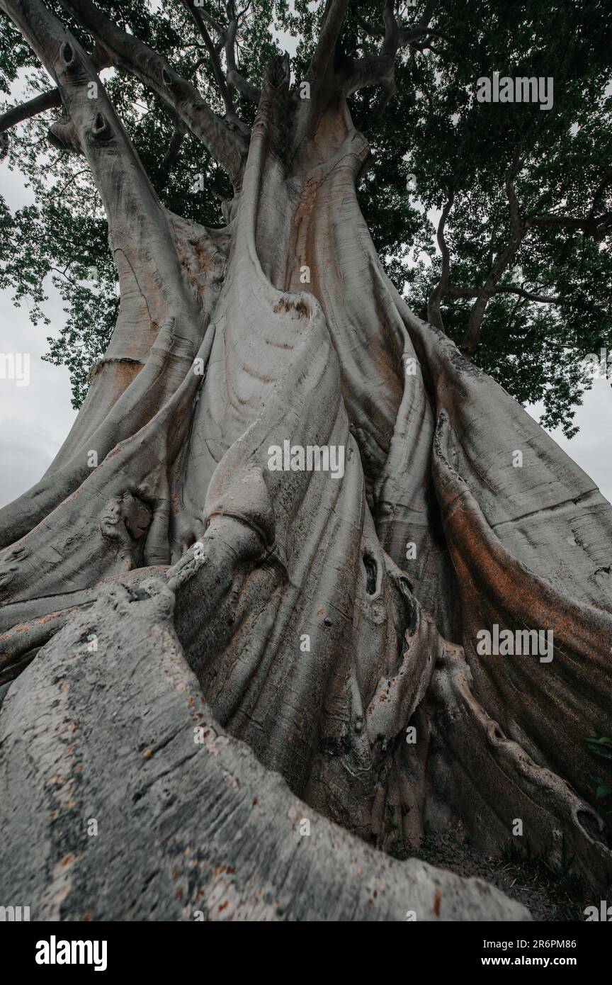 Old big tree in jungle tropical rainforest Stock Photo - Alamy