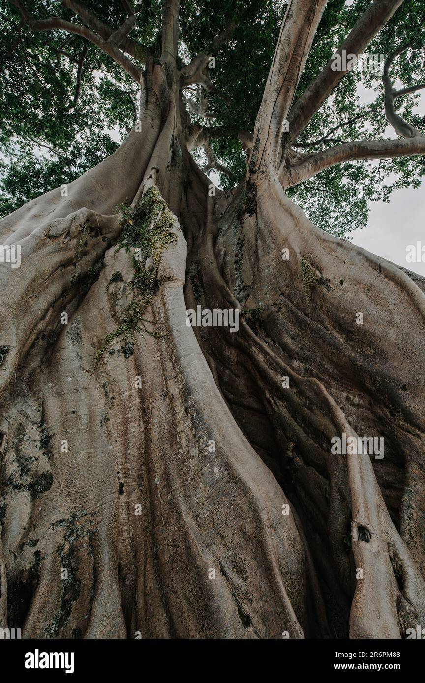 Old big tree in jungle tropical rainforest Stock Photo - Alamy