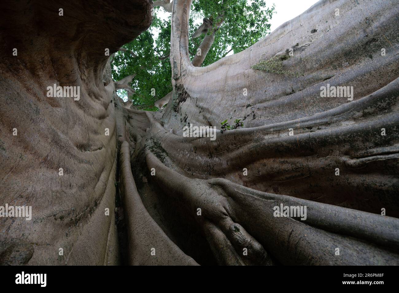 Old big tree in jungle tropical rainforest Stock Photo - Alamy