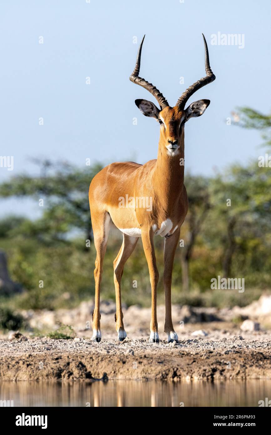 Male Impala (Aepyceros melampus) - Onkolo Hide at Onguma Game Reserve ...