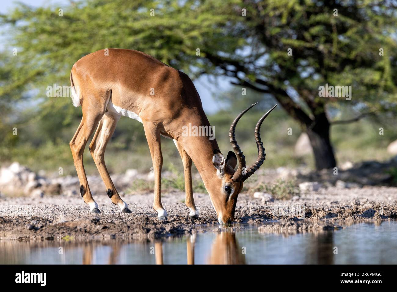 Male Impala (Aepyceros melampus) drinking at waterhole at the Onkolo ...
