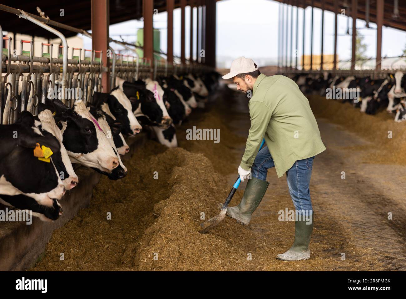 Farmer with shovel working and taking care cows Stock Photo - Alamy