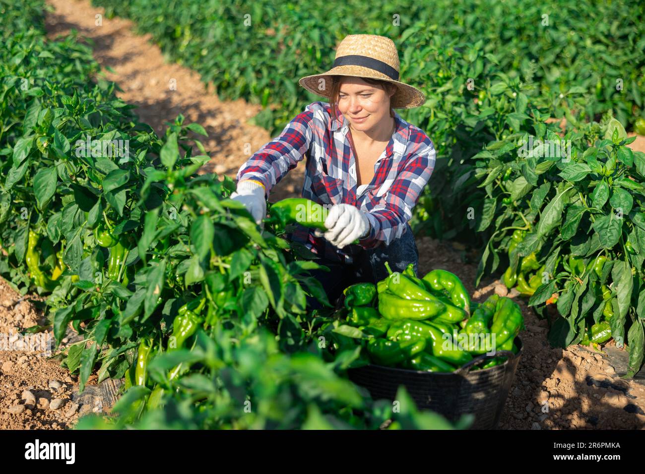 Positive woman harvesting green pepper Stock Photo - Alamy