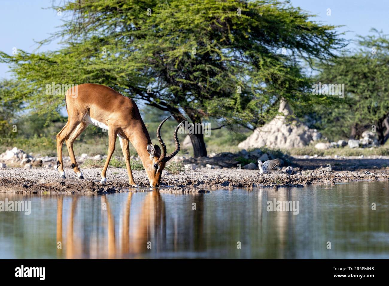 Male Impala (Aepyceros melampus) drinking at waterhole at the Onkolo ...