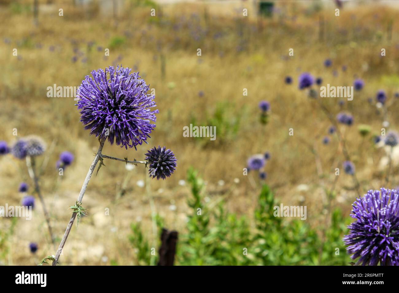 Purple Echinops, or Globe Thistles, grow in a field in Israel Stock ...