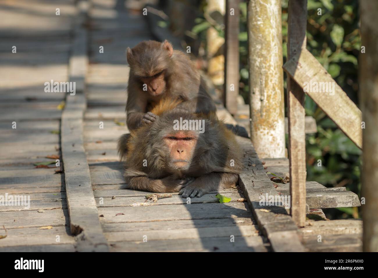 Rhesus macaque caring to each other.this photo was taken from Koromjol ...