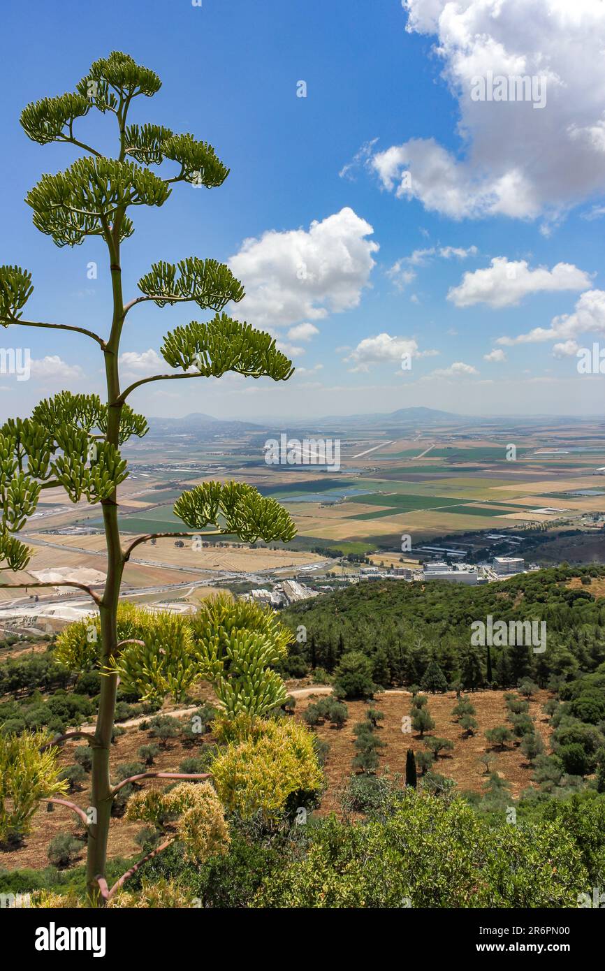 Looking past an agave tree toward the Israeli Air Force's Ramat David ...