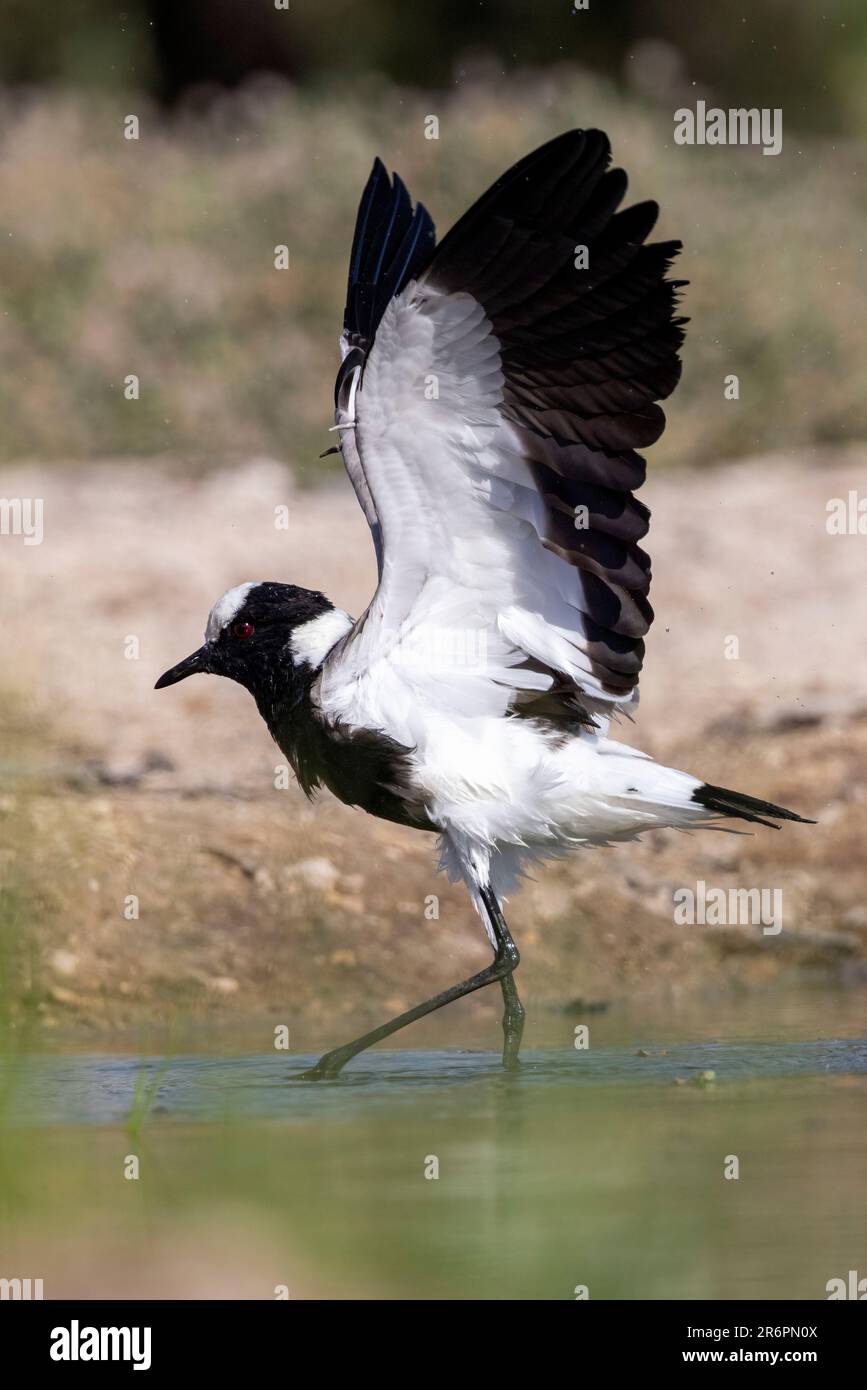Blacksmith lapwing or blacksmith plover (Vanellus armatus) stretching ...